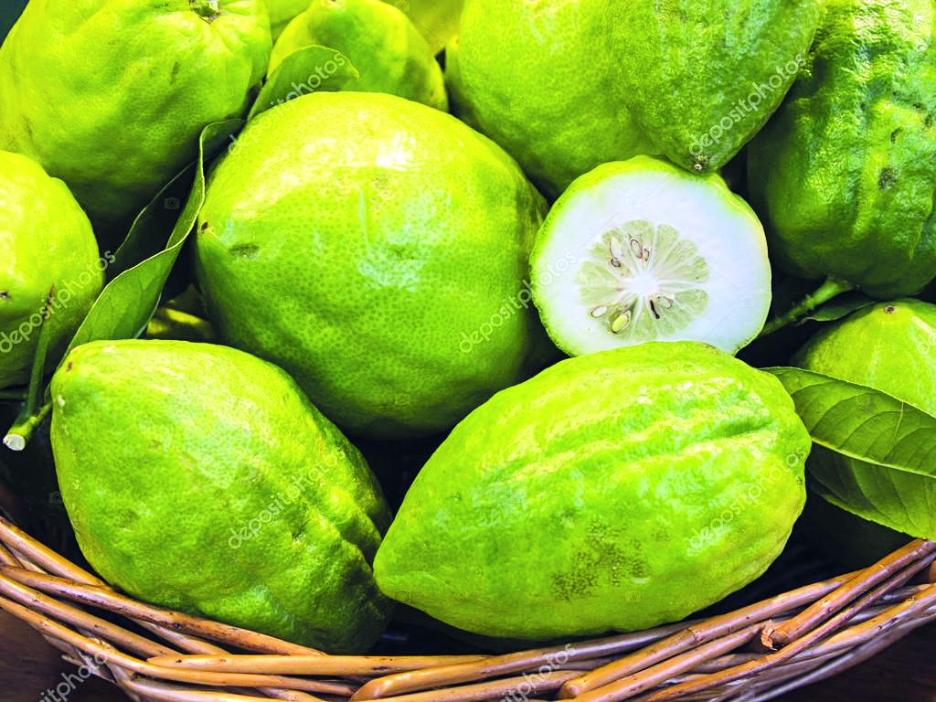 Il Cedro esclusiva calabrese... considerato “frutto sacro” dagli ebrei ...
