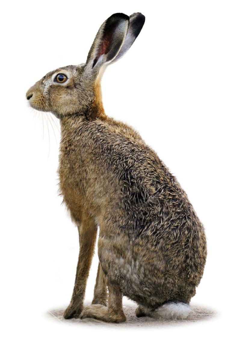 L’anno della lepre - Gazzettasvizzera.org